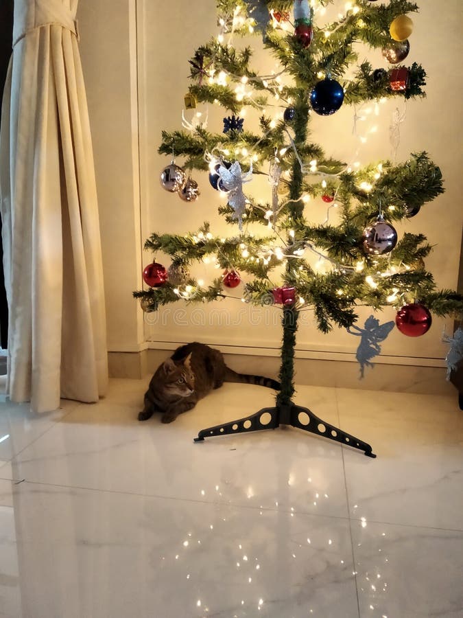 Christmas Tree Cate Christmas Decorations Christmas Season Stock Photo ...