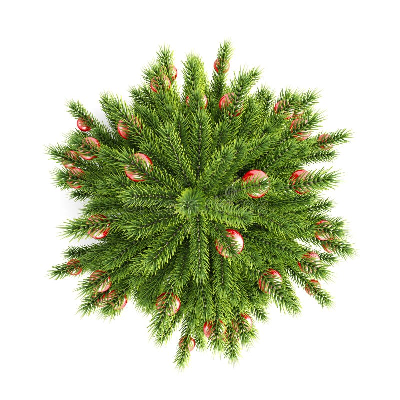 Conifer Top View Stock Illustrations – 206 Conifer Top View Stock ...