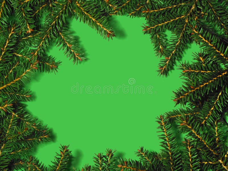 Christmas Tree Concept. Layout Made of Christmas Tree Branches with ...