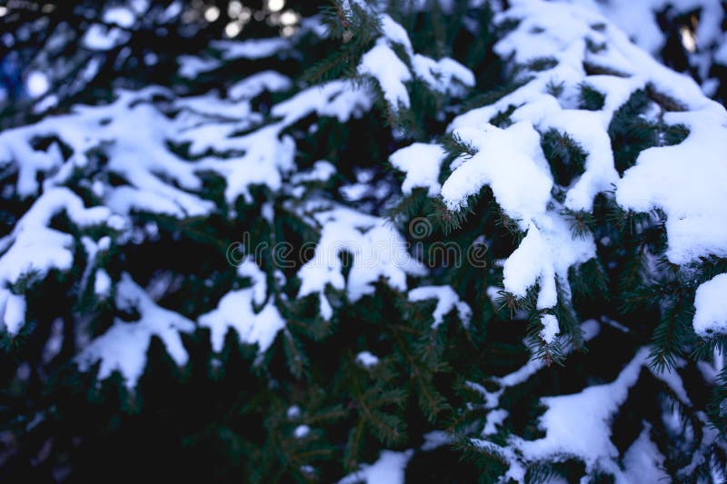 Christmas Tree, a Conifer, a Pine Covered in Snow Stock Image - Image ...