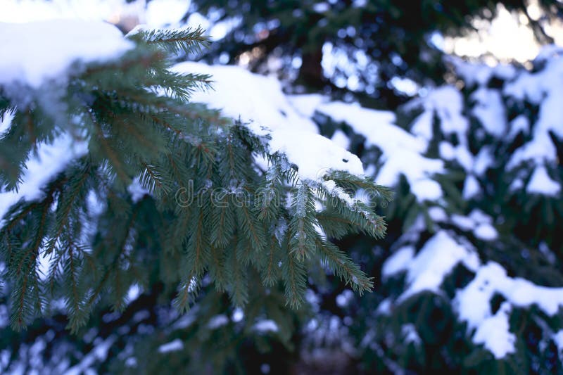 Christmas Tree, a Conifer, a Pine Covered in Snow Stock Photo - Image ...