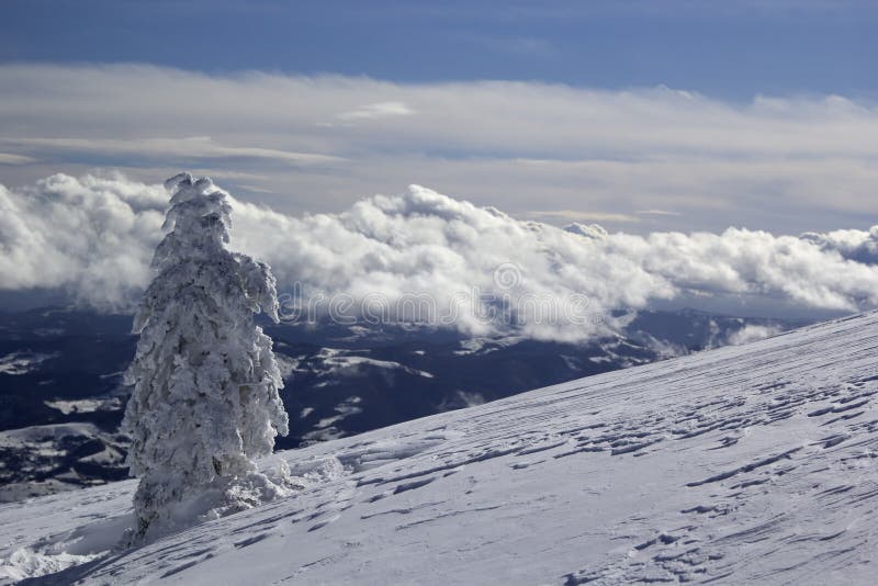 Christmas Tree Covered with Snow on Mountainside Stock Image - Image of ...