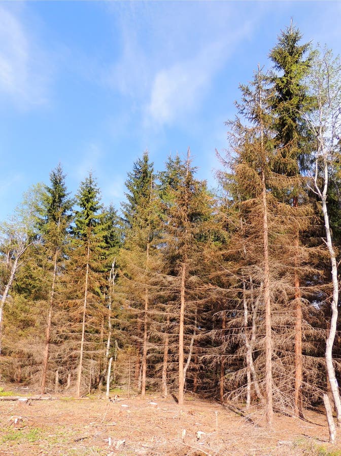 Christmas Tree on the Edge of the Clearing, Burnt by the Sun Stock ...