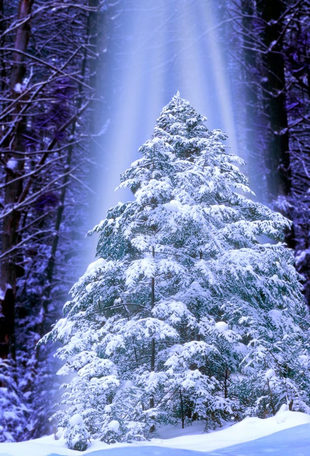 Clhristmas Stock Photos - Free & Royalty-Free Stock Photos from Dreamstime