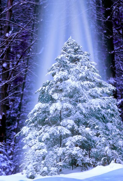 Clhristmas Stock Photos - Free & Royalty-Free Stock Photos from Dreamstime