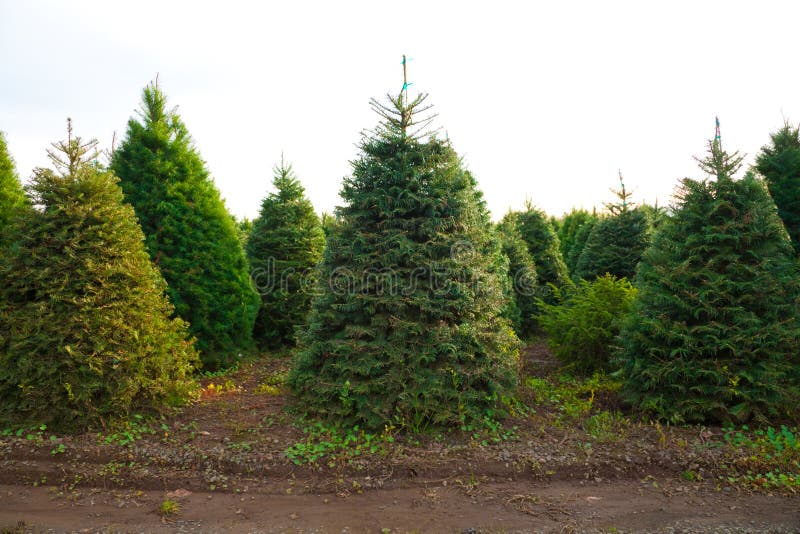 Christmas Tree Farm stock image. Image of farm, landscape - 11868087
