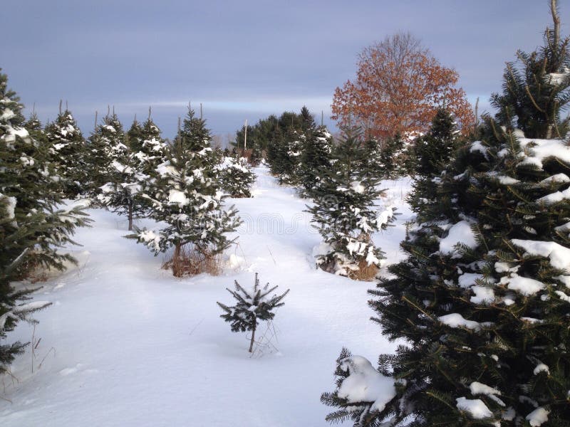 140,014 Snow Covered Christmas Tree Stock Photos - Free & Royalty-Free ...