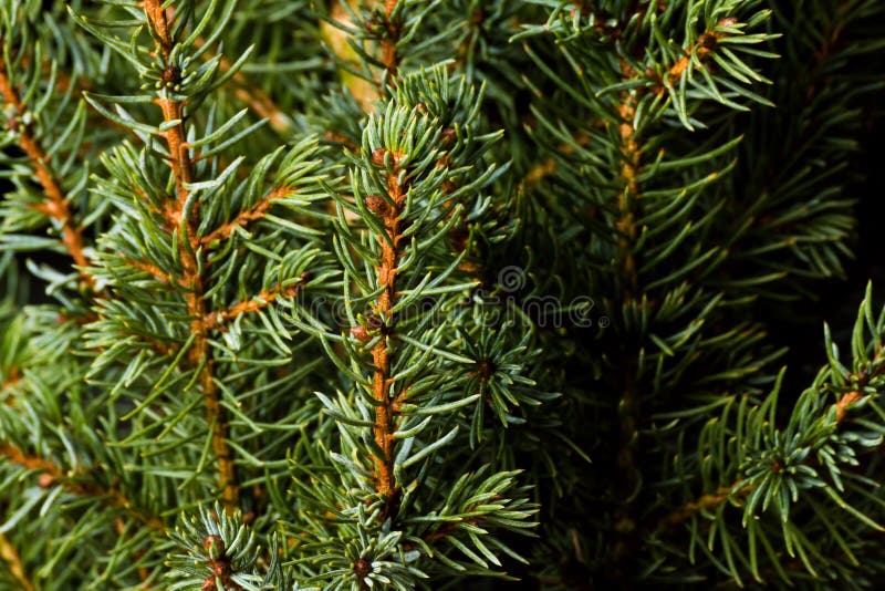 Christmas Tree. Fir Tree Branches Macro. Canadian Blue Spruce. Stock ...
