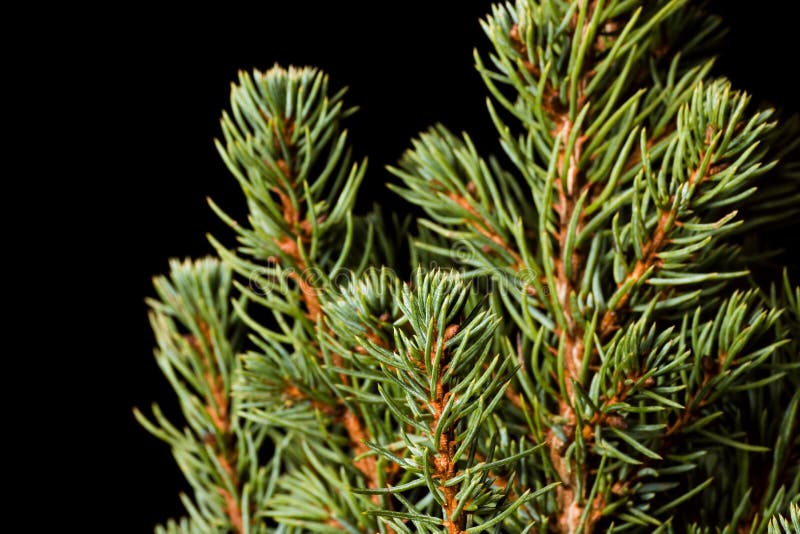 Christmas Tree. Fir Tree Branches Macro. Canadian Blue Spruce. Stock ...