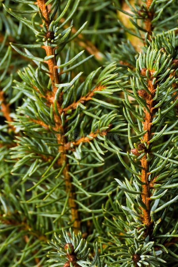 Christmas Tree. Fir Tree Branches Macro. Canadian Blue Spruce. Stock ...