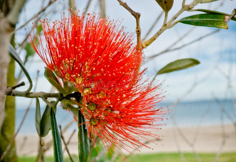 New Zealand: Red Flowering Tree at Beach Stock Photo - Image of native ...