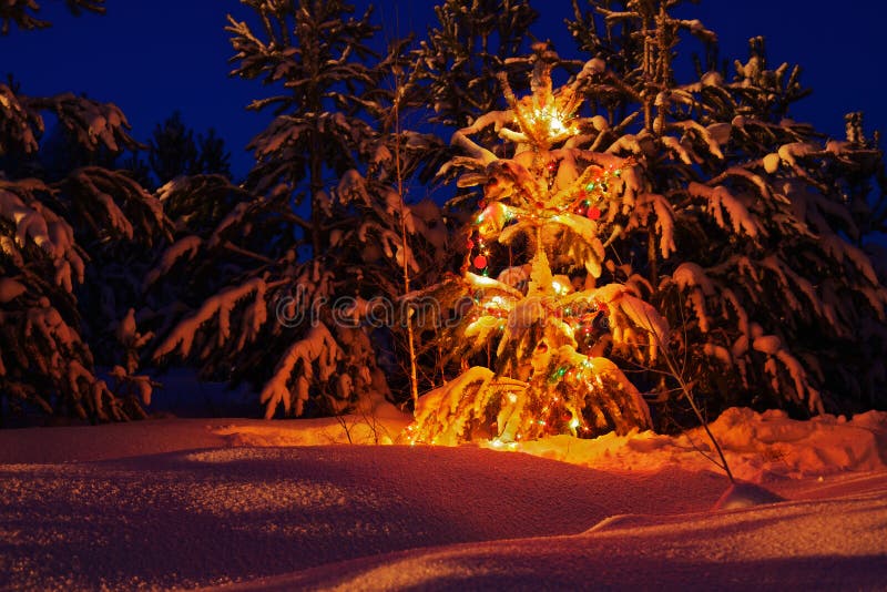 Christmas Tree in the Forest Stock Photo - Image of gold, bright: 21088848