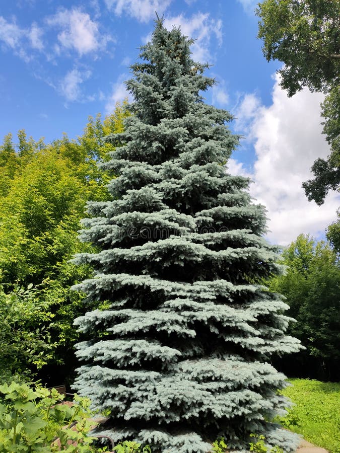 Christmas Tree in the Forest during the Day Stock Image - Image of ...