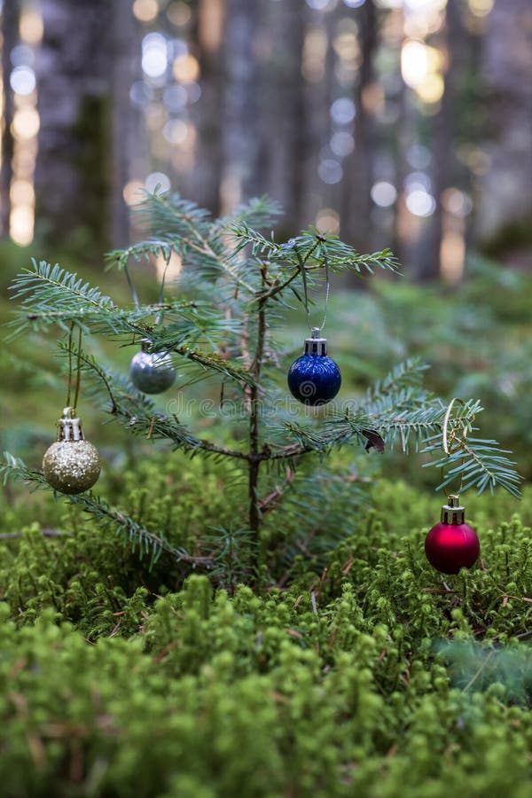Christmas Tree in the Forest with on a Mossy Background Stock Image ...