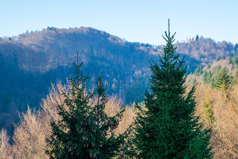 Christmas Tree in the Forest and Mountains in the Background. Stock ...