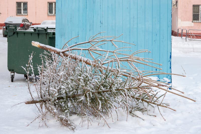 Christmas Tree on the Garbage Can after the New Year Holidays ... Christmas Tree on the Garbage Can after the New Year Holidays ...