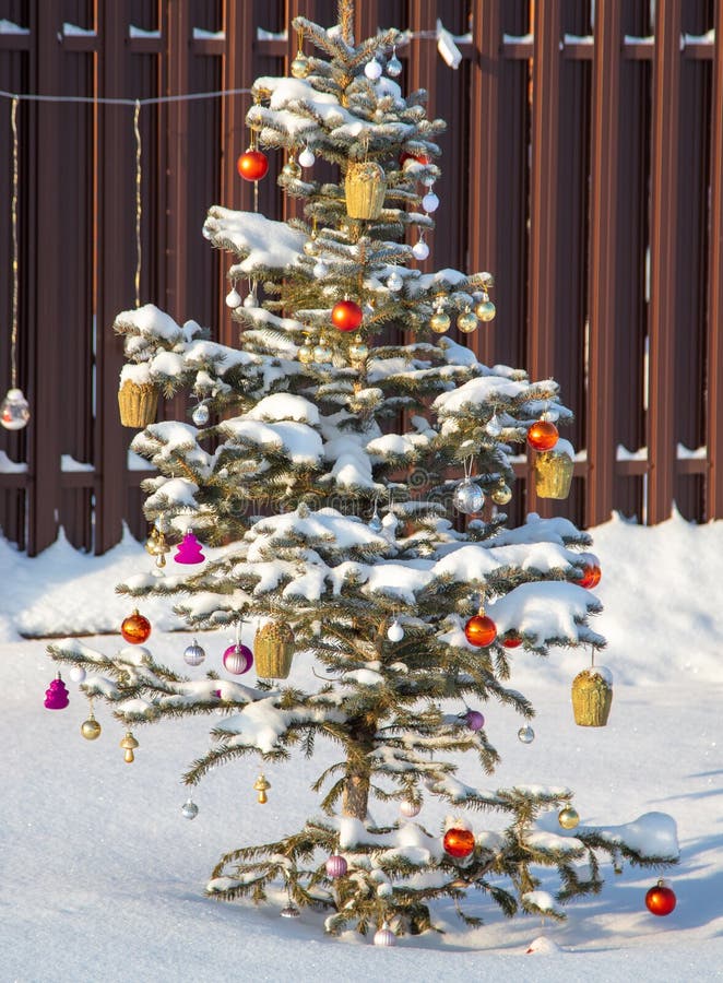 Christmas Tree in the Garden in the Snow. Stock Photo - Image of ...