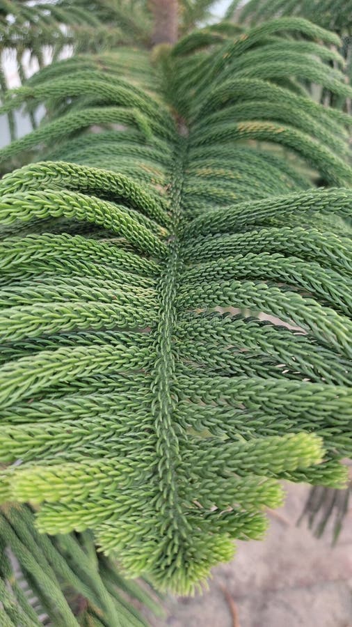 Christmas tree green leaf stock image. Image of branch - 271869495