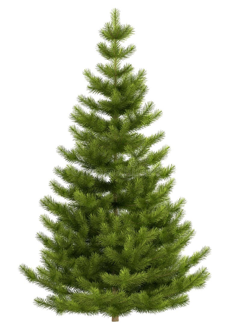 Undecorated Christmas Tree Stock Illustrations – 588 Undecorated ...