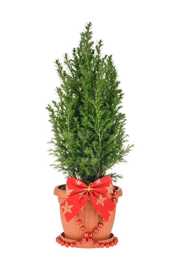 Christmas Tree Isolated on White. Whithout Shadow Stock Image - Image ...