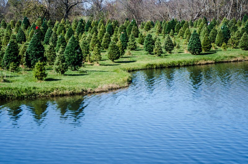 Christmas Tree Lane stock photo. Image of environment - 47814320