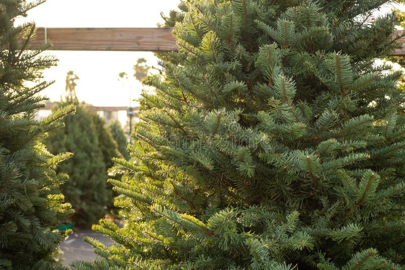 Christmas tree farm stock photo. Image of conifer, pine - 47345286