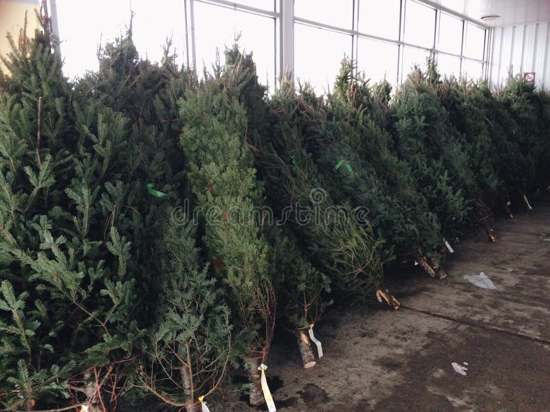 Christmas tree lot stock image. Image of christmas, novrmber - 62374433