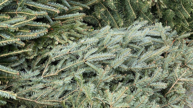 Discarded Christmas Tree on a Sidewalk Stock Photo - Image of ready ...