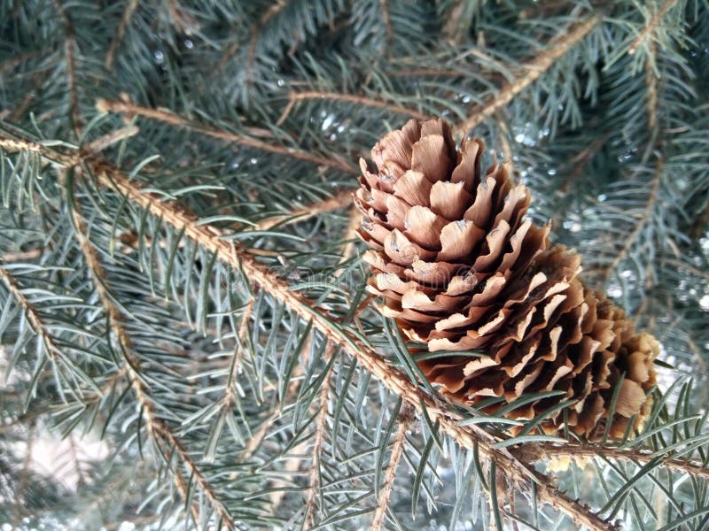 Christmas Tree in Macro with Cone in the Centre Stock Image - Image of ...