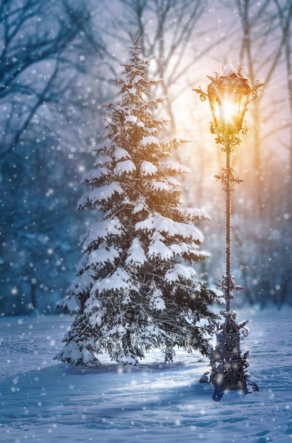 Christmas Tree. Natural Tree in a Night Winter Landscape with Snow ...