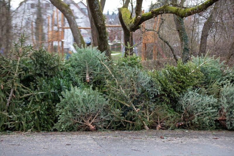 Christmas Tree Recycling Drop-Off Location for Sustainable Disposal ...