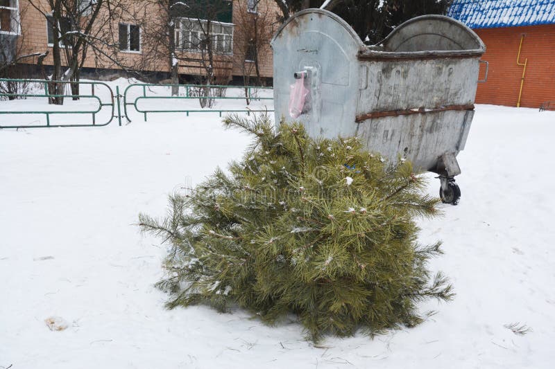 Christmas Tree Recycling. Christmas Tree is Put Down at a Street after ...