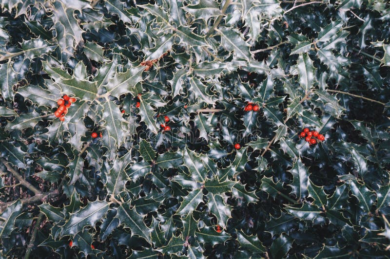 Christmas tree stock photo. Image of berries, holydays - 123894728