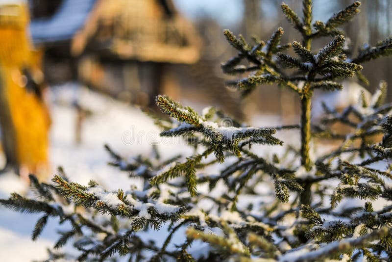 Christmas Tree Rural a Tourism Stock Photo - Image of background ...