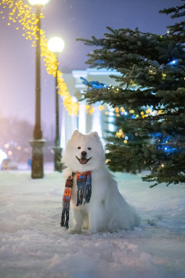 Christmas Tree and Samoyed Dog Stock Photo - Image of cute, long: 167782344