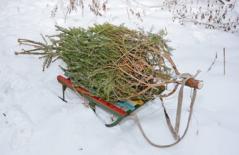 A Christmas Tree on a Sledge. Carrying Home a Christmas Tree on a Snow ...