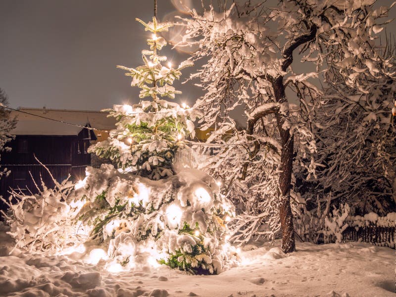 Christmas tree in the snow stock photo. Image of outdoors - 194587778