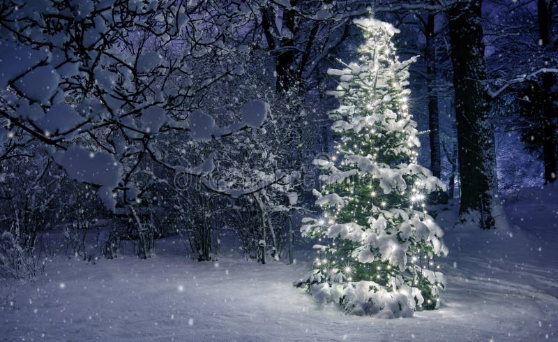 Christmas Tree in Snow stock photo. Image of winter - 205503980