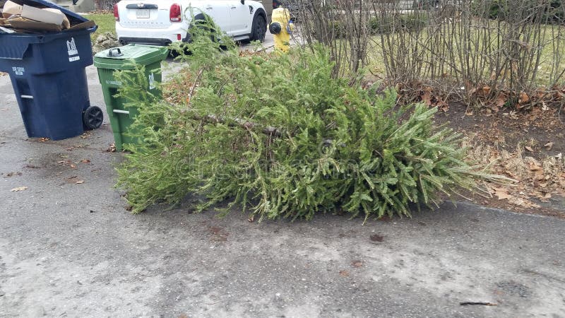 Christmas tree garbage stock image. Image of pine, discarded - 265529741