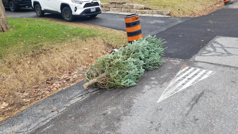 Christmas tree garbage editorial stock photo. Image of pine - 265529948