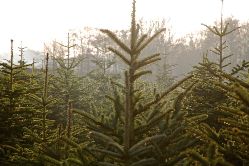 Christmas tree Sapling stock photo. Image of tranquil - 21355074
