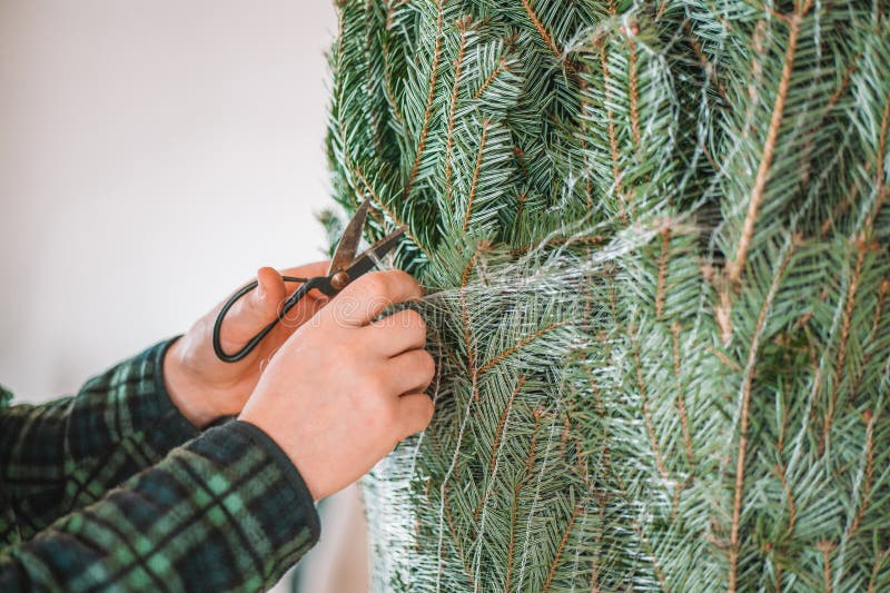 Christmas Tree Unpacking Process. Setting Up the Christmas Tree Stock ...