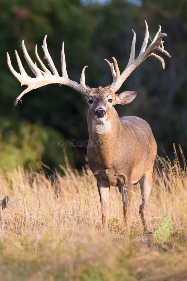 Christmas Tree on Whitetail Buck Stock Photo - Image of enormous ...