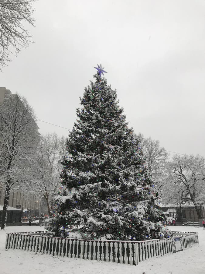 The Christmas Tree in Winter in Boston Common, Massachusetts. Stock ...
