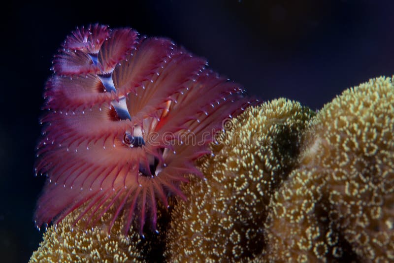 Christmas Tree Worm stock photo. Image of marine, animals - 18228202