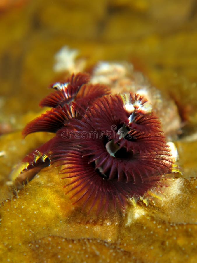 Christmas Tree Worm stock image. Image of keywords, giganteus - 19498905