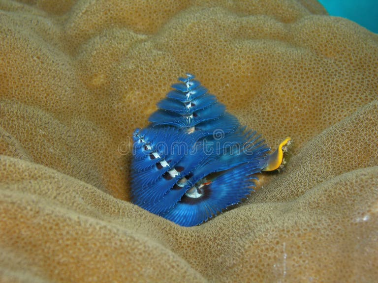 3,421 Christmas Tree Fish Attractor Stock Photos - Free & Royalty-Free ...