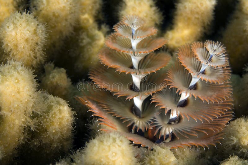 Christmas Tree Worm stock image. Image of tree, star, creature - 7293071