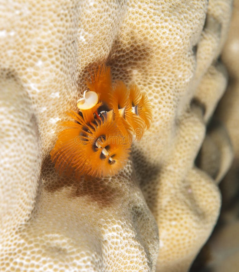 Christmas Tree Worm on a Coral Reef Stock Photo - Image of reef ...