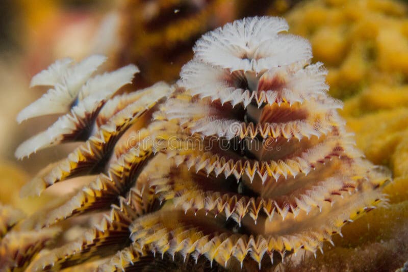 Christmas Tree Worm on Coral Reef Stock Image - Image of christmas ...